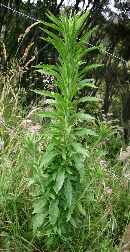 Broad-leaved Fleabane Weed File